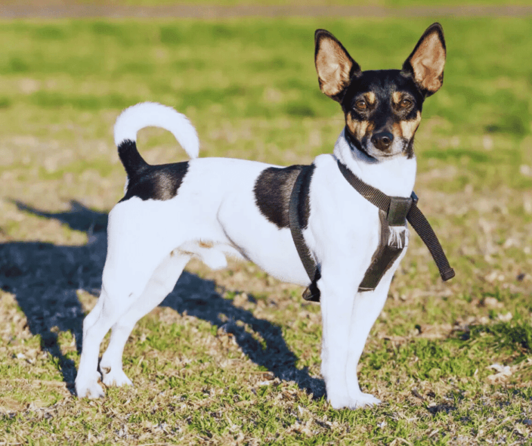 17 Small Hunting Dog Breeds with Pictures and Overview