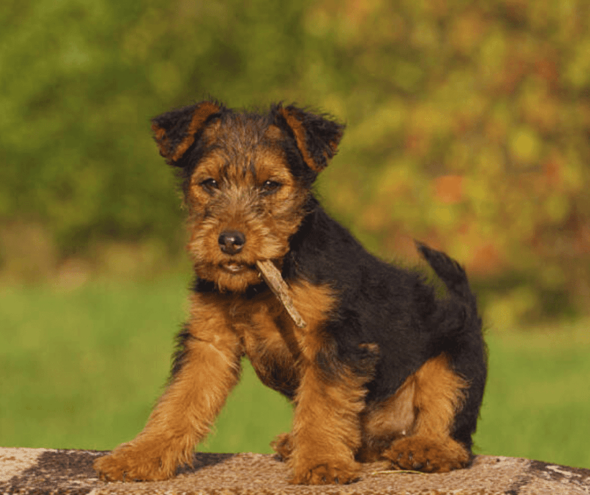17 Small Hunting Dog Breeds with Pictures and Overview