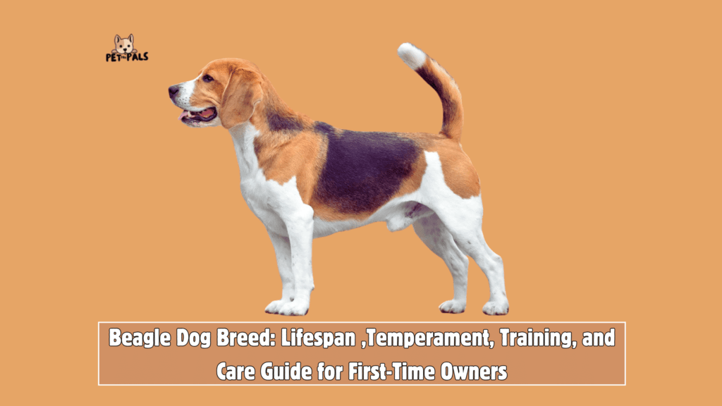 Beagle Dog Breed Guide Temperament Training Care