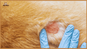 What Does Ringworm Look Like on a Dog? Early Symptoms Guide