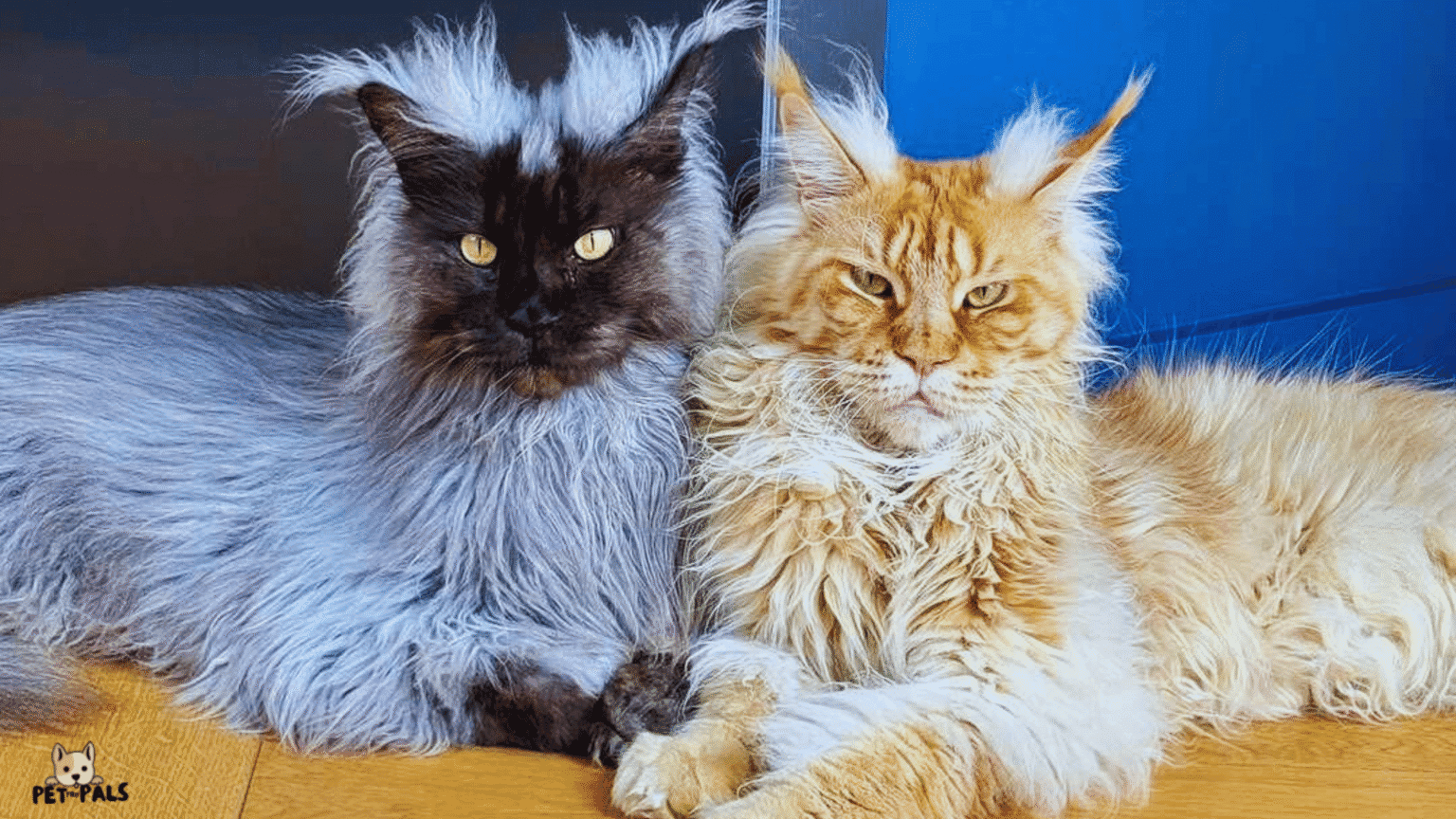 11 Largest Domestic Cat Breeds with Pictures & Details