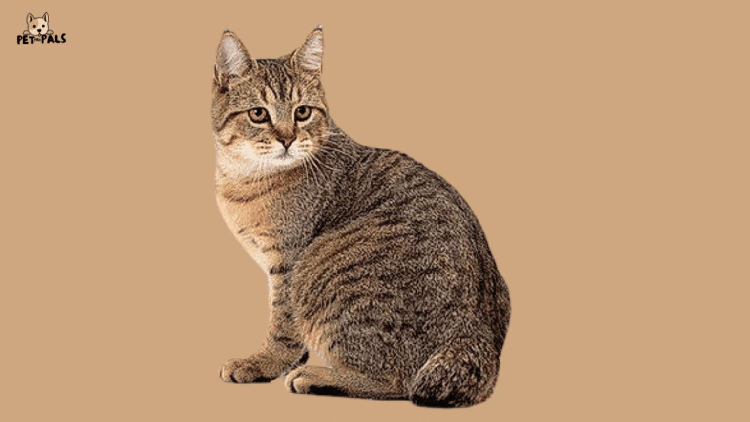Pixie Bob Cat Breed Info:Lifespan,Price & Personality Guide