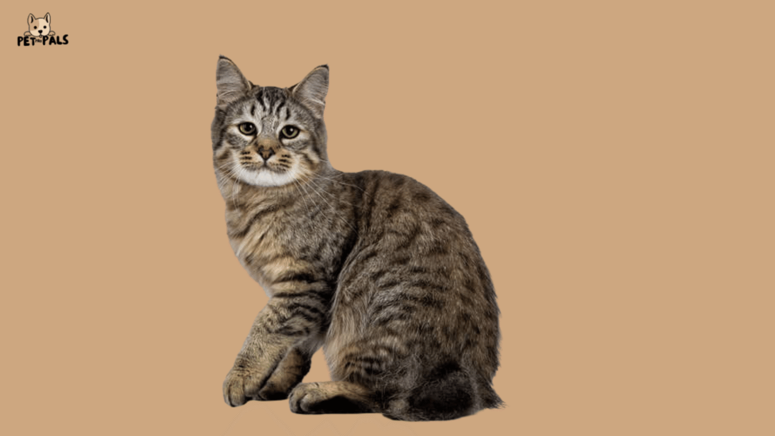 Pixie Bob Cat Breed Info:Lifespan,Price & Personality Guide