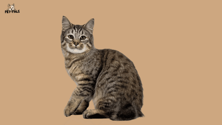 Pixie Bob Cat Breed Info:Lifespan,Price & Personality Guide