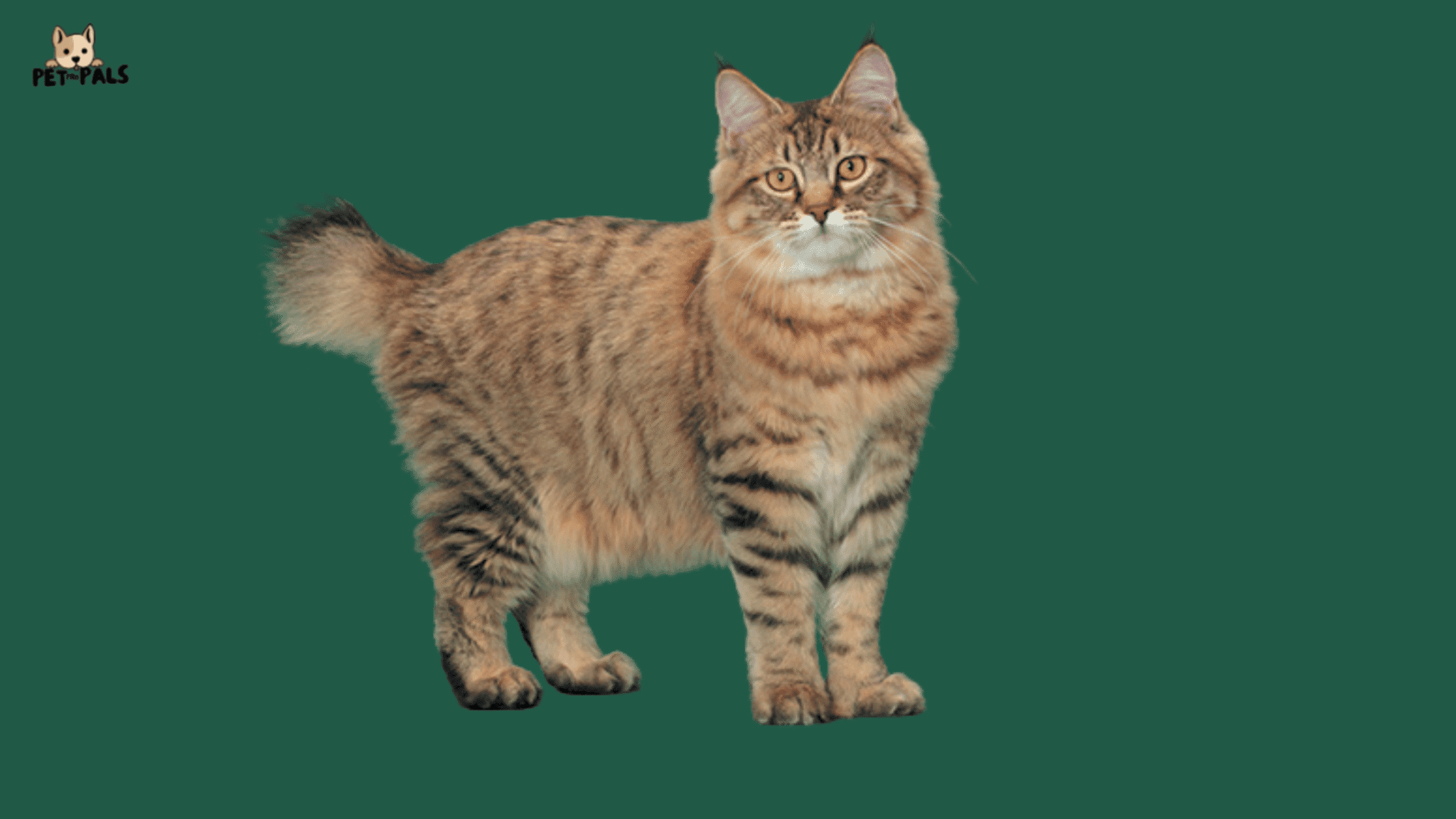 11 Largest Domestic Cat Breeds with Pictures & Details