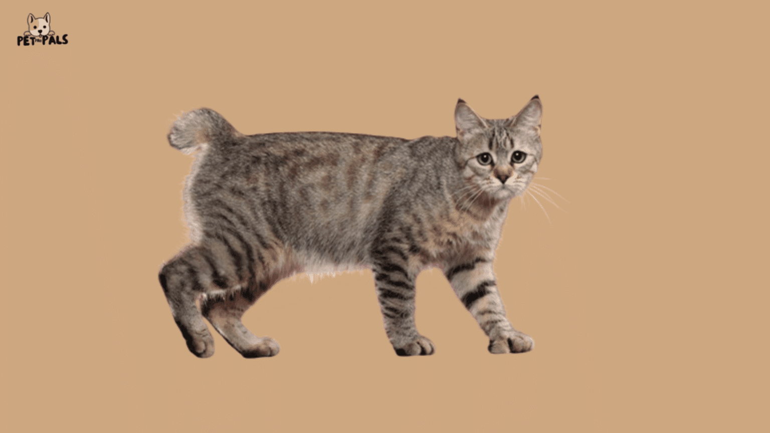 Pixie Bob Cat Breed Info:Lifespan,Price & Personality Guide