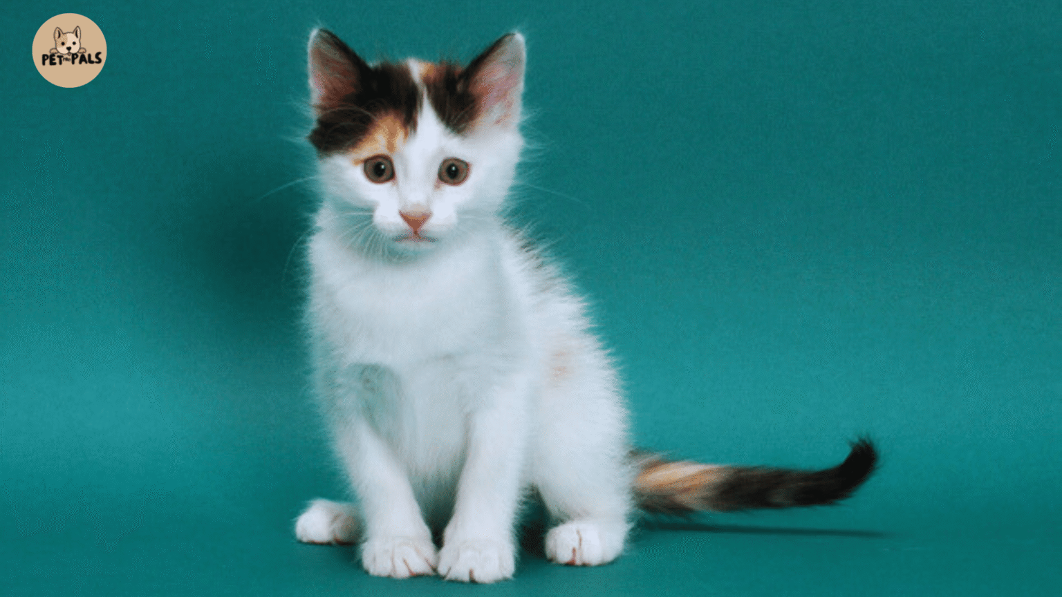 Turkish Van Cat Guide: Cost, Traits, Care Tips & Rare Beauty