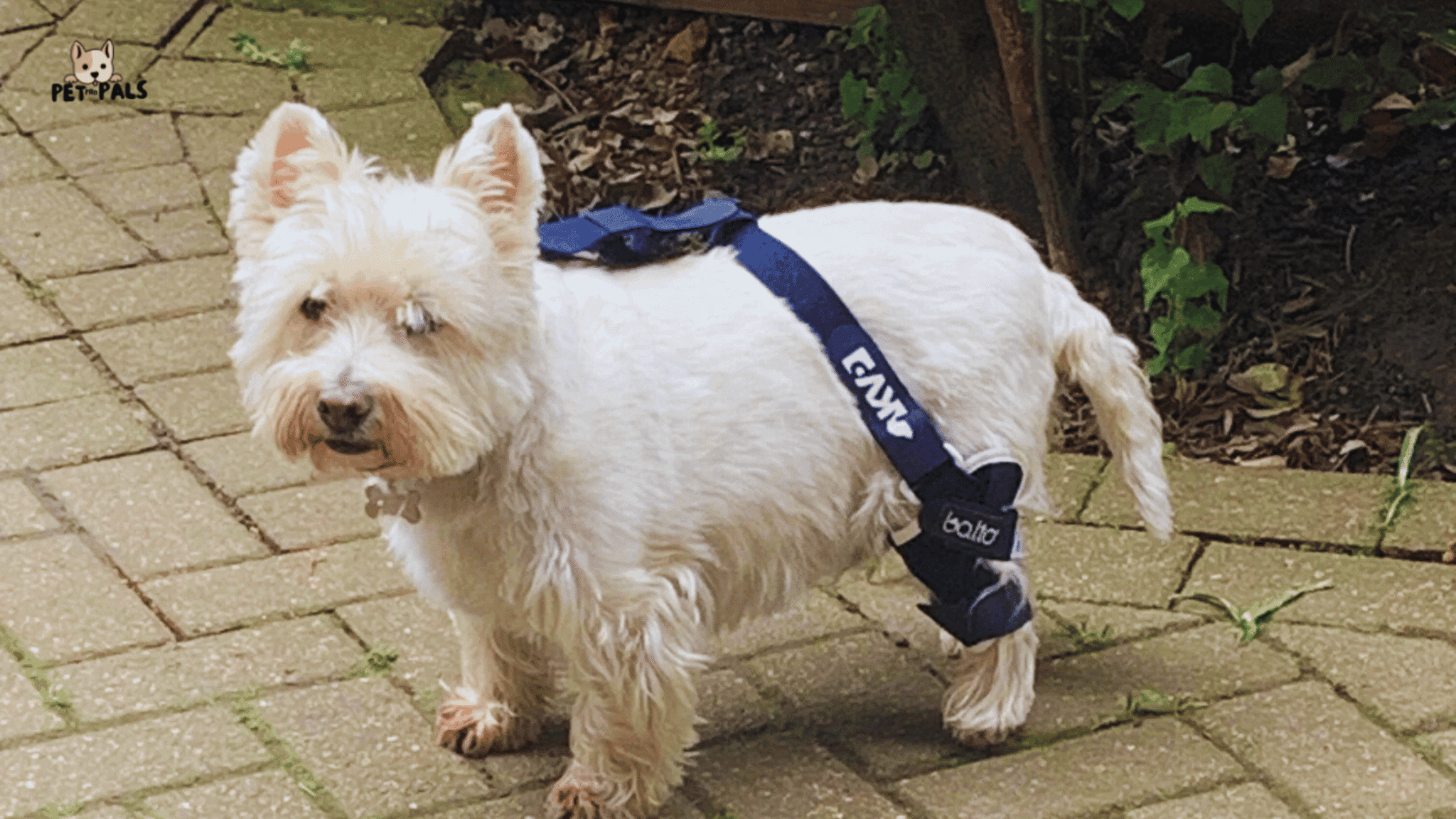 Sudden Hind Leg Weakness in Dogs: Causes & Solutions