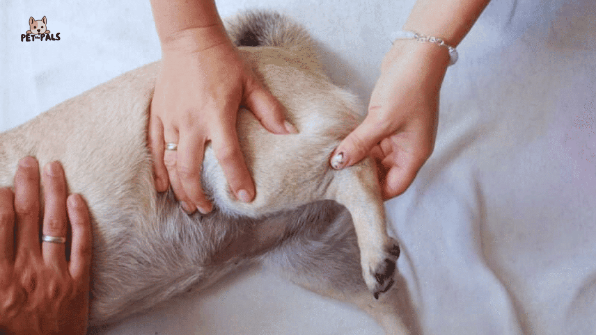 Sudden Hind Leg Weakness in Dogs: Causes & Solutions