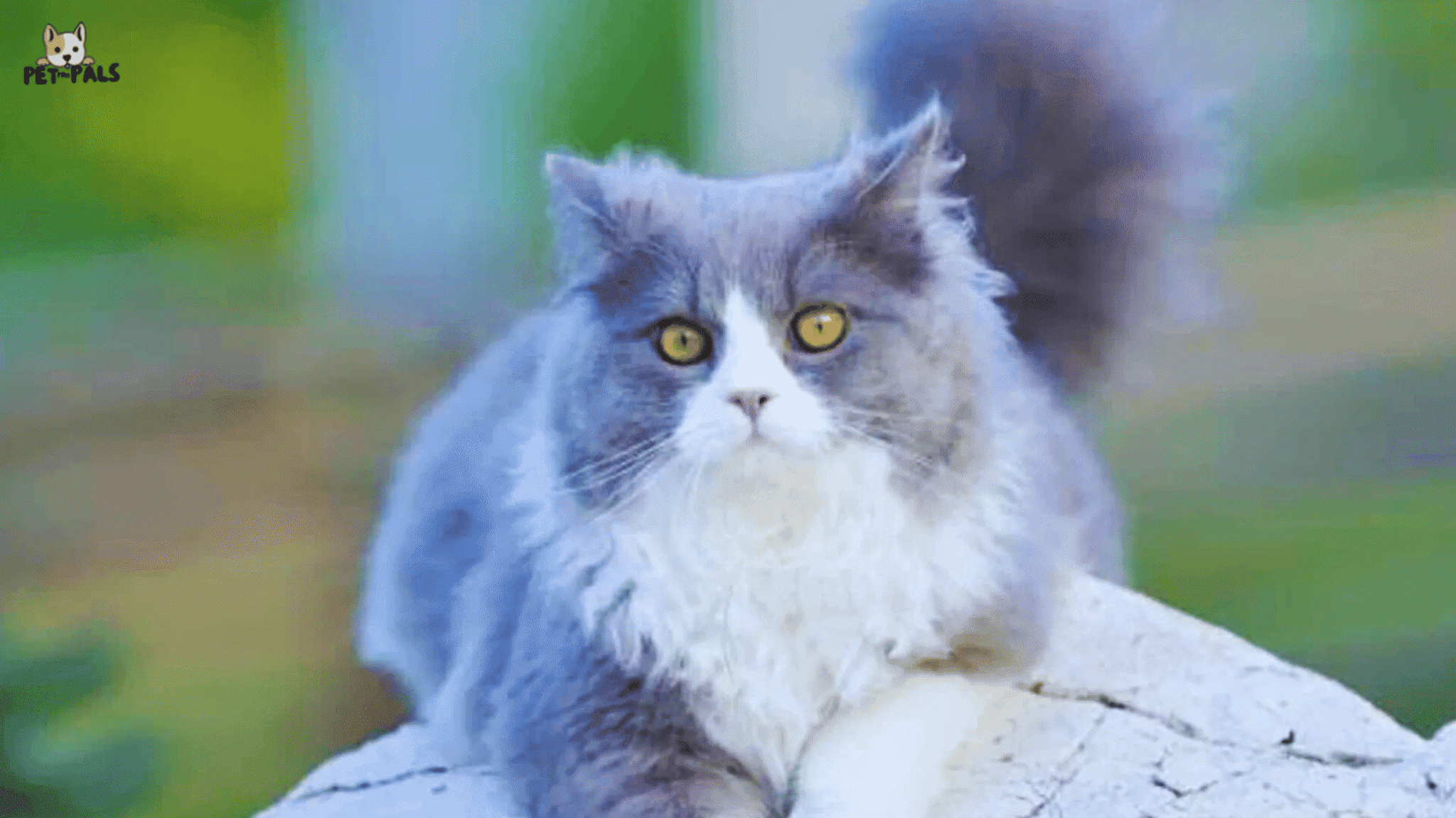 11 Largest Domestic Cat Breeds with Pictures & Details