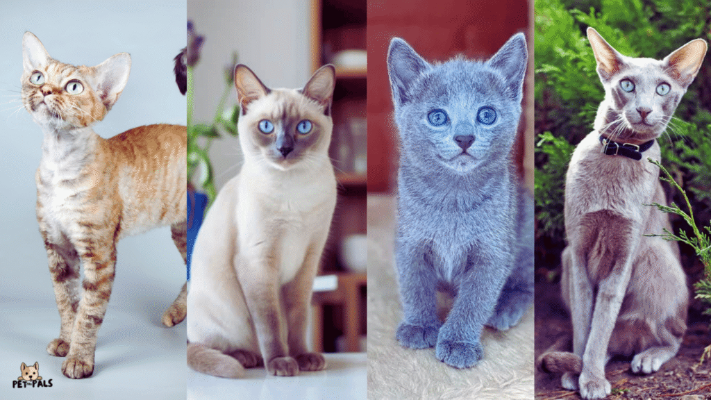 7 Low-Shedding Cat Breeds for a Fur-Free Home | PetProPals
