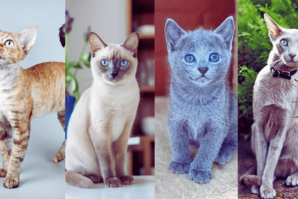 12 Hypoallergenic Cat Breed for Allergy Sufferers (Vet Sure)