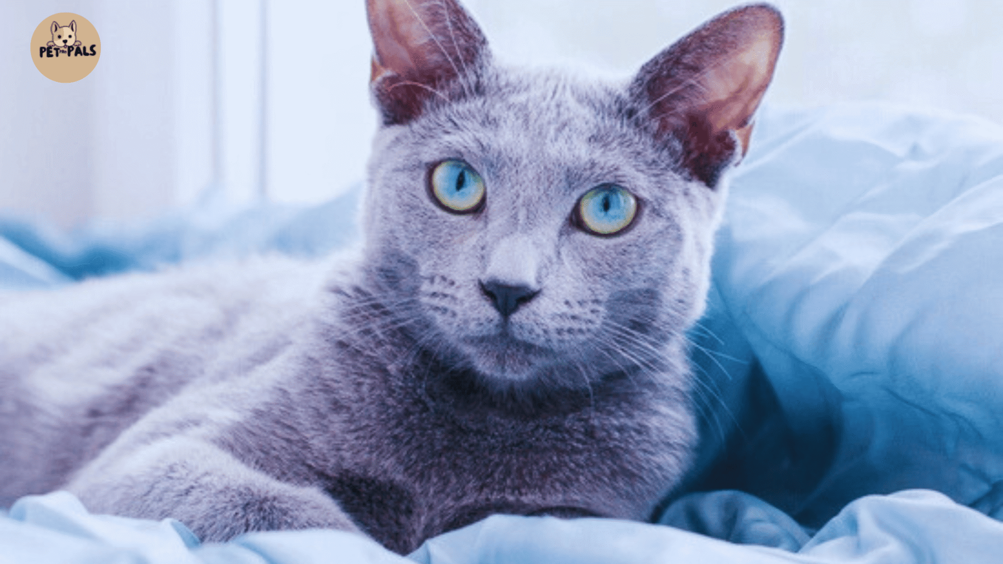 Russian Blue Cat Secrets: Lifespan, Personality, Cost (2025)