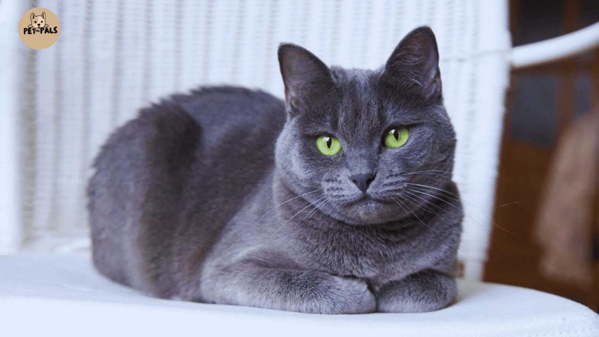 Russian Blue Cat Secrets: Lifespan, Personality, Cost (2025)