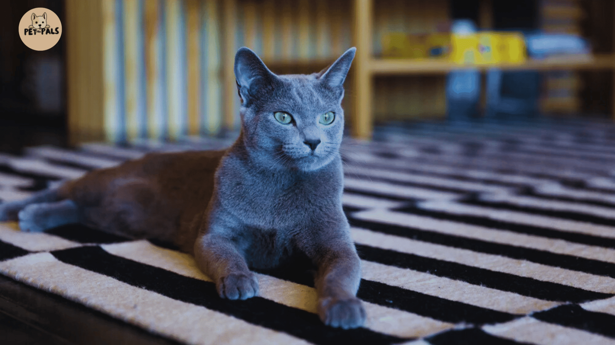 Russian Blue Cat Secrets: Lifespan, Personality, Cost (2025)